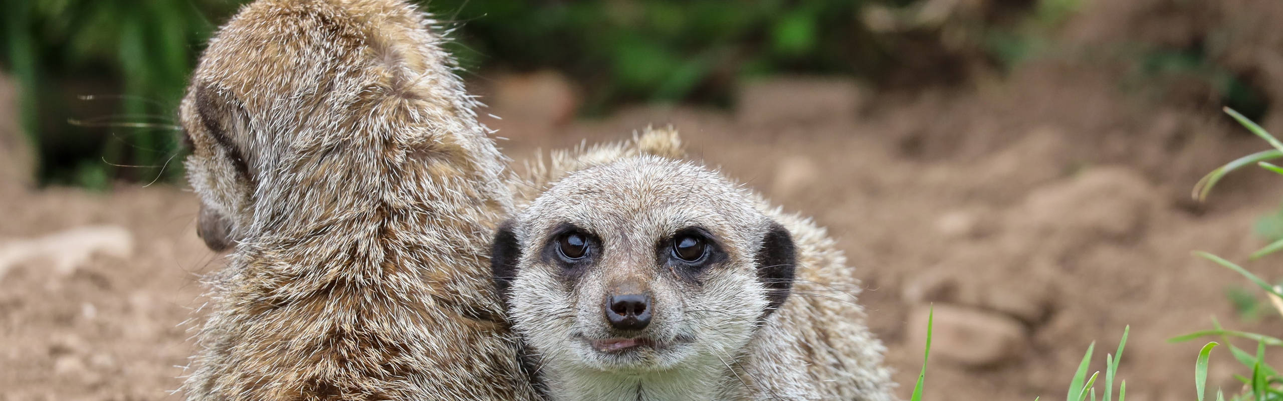 Fife Zoo for a Great Day Out | Elderburn Lodges